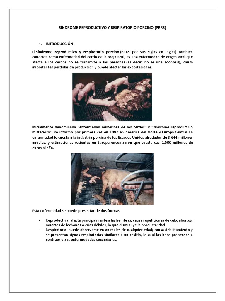 Síndrome Reproductivo y Respiratorio Porcino (PRRS) PDF | PDF | Virus | Infección