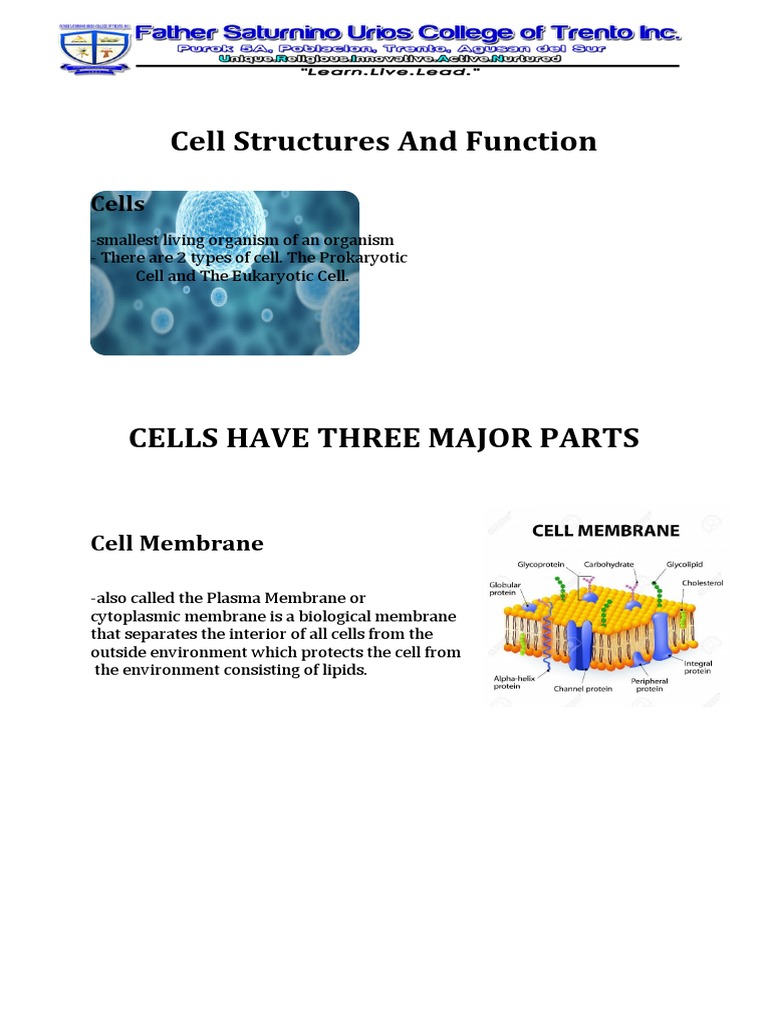Cell Structures and Function: Cells | PDF | Endoplasmic Reticulum | Vacuole