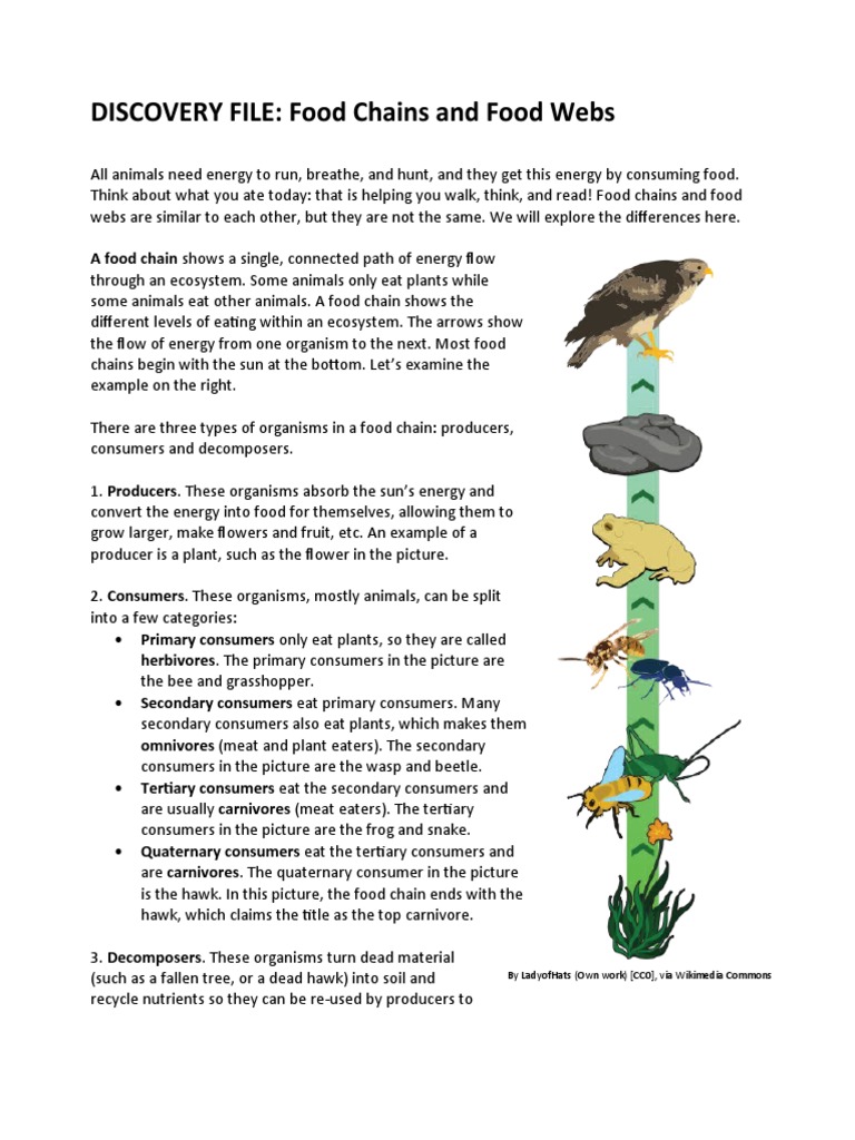 Examples Of Decomposers In Food Web