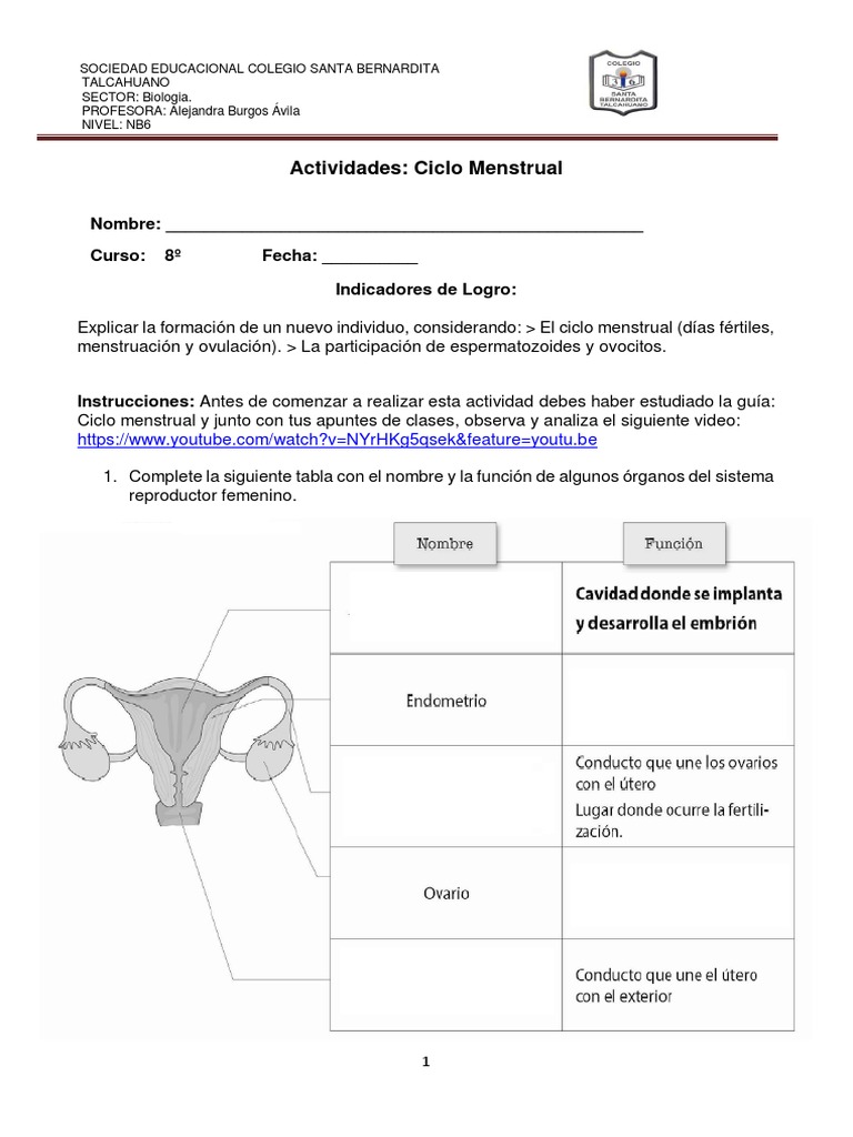 Actividad Ciclo Menstrual 8 A 8 B Biología | PDF | Ciclo menstrual ...