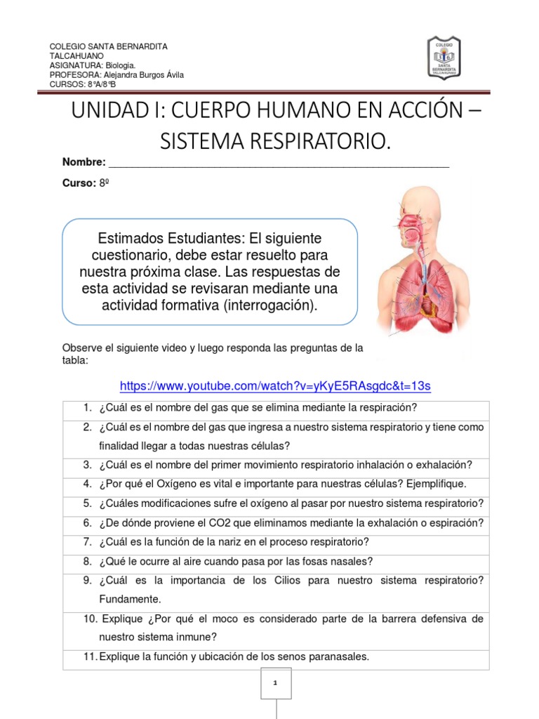 Sistema Respiratorio: Preguntas sobre la estructura, función y cuidado ...