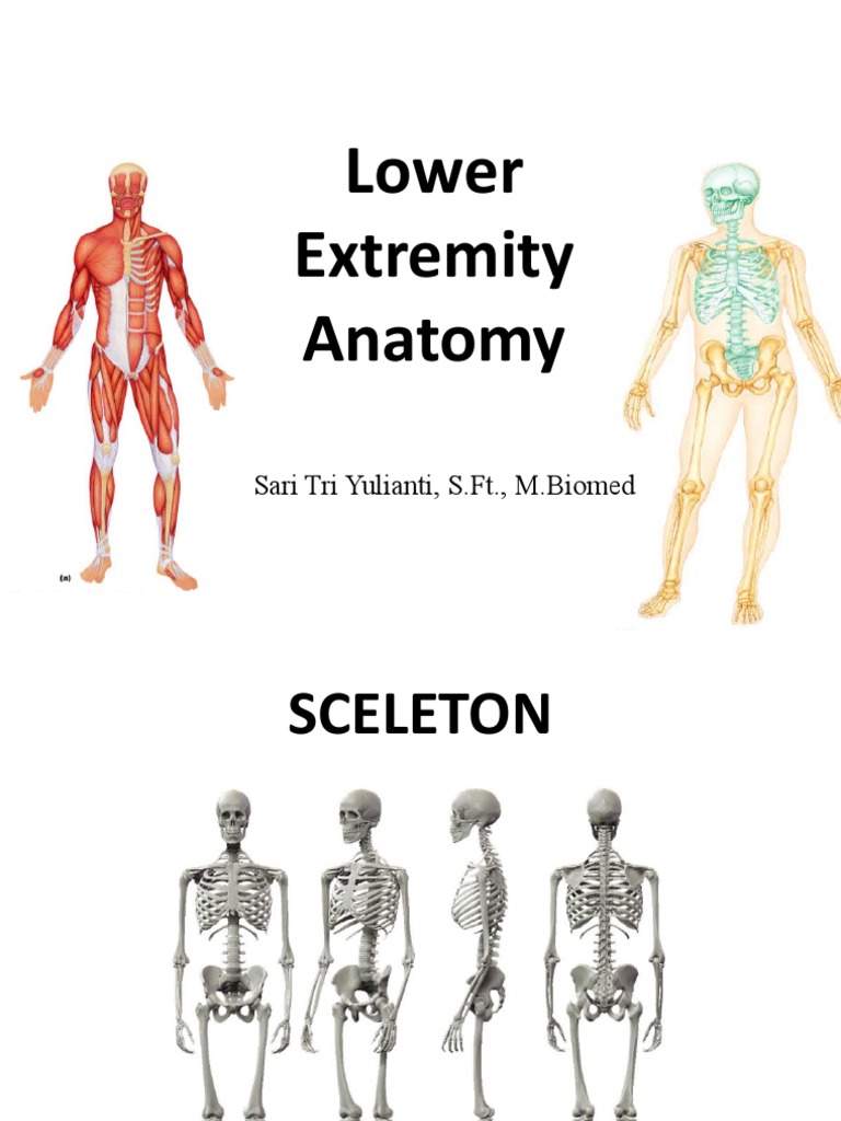 Lower Extremity Anatomy: Sari Tri Yulianti, S.FT., M.Biomed | PDF ...