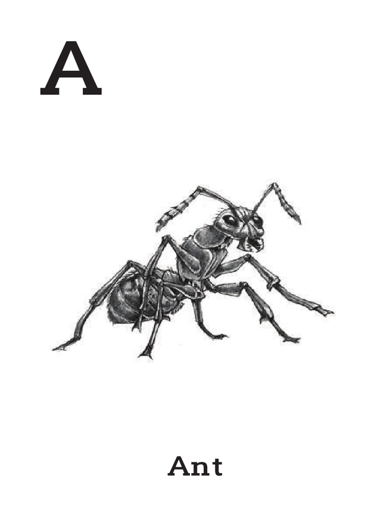 Animal 4D Cards Front PDF | PDF