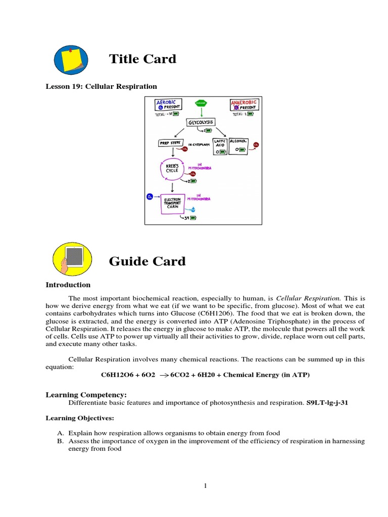 Cellular Respiration Overview for Grade 9 | PDF | Cellular Respiration ...
