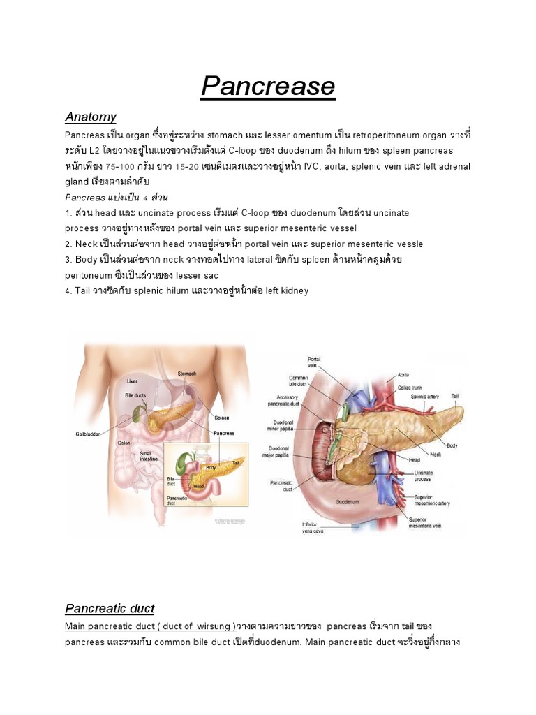 0ปี 4 Pancrease | PDF