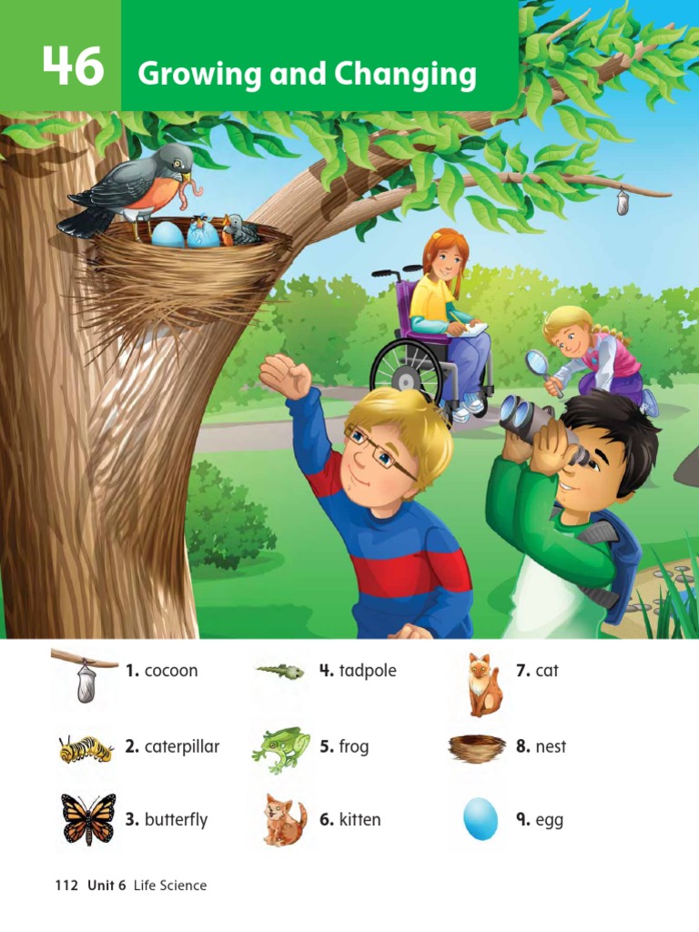 Animal Life Cycle Changes | PDF | Language Arts & Discipline