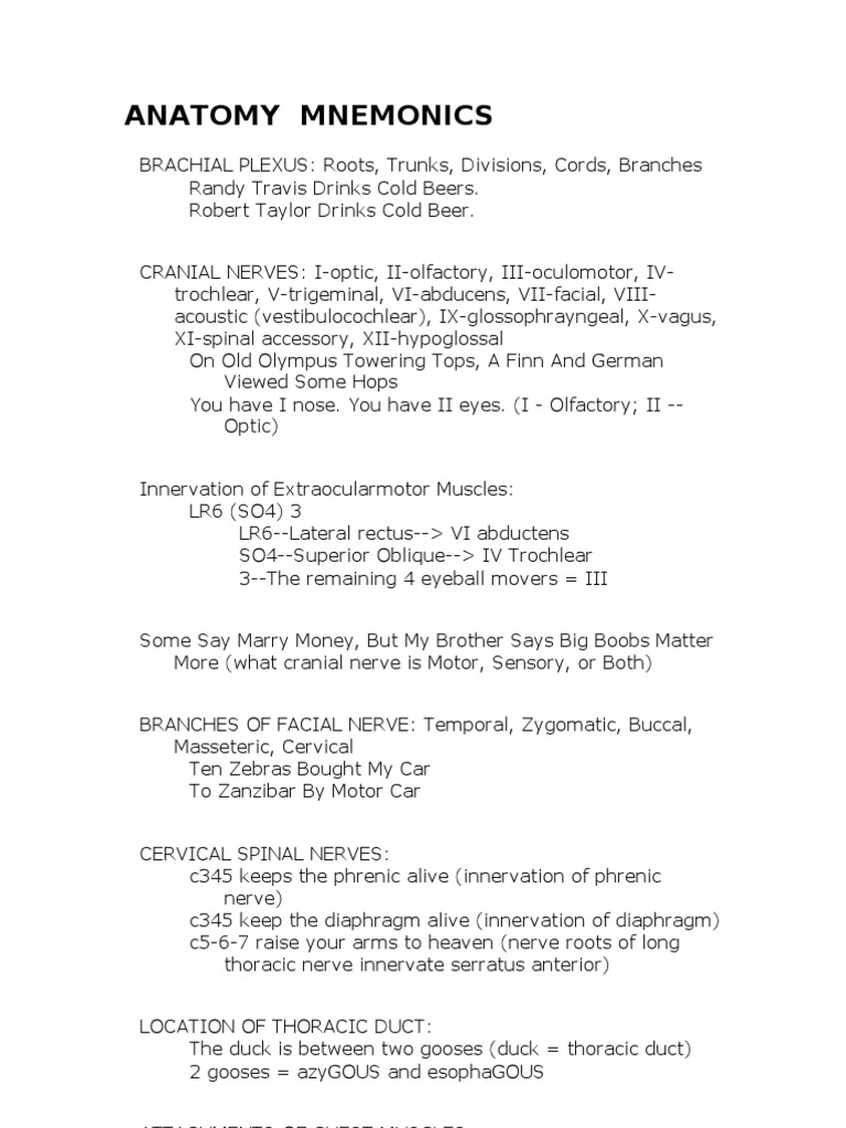 Anatomy Mnemonics | PDF | Common Carotid Artery | Human Leg