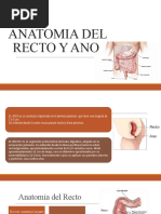 Anatomía detallada del canal anal | PDF | Intestino grueso | Membrana ...