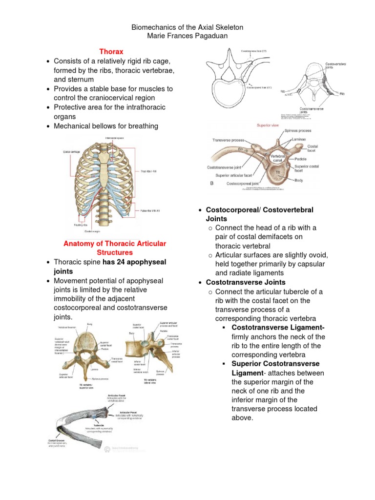 Biomechanics of The Axial Skeleton | PDF | Vertebra | Vertebral Column