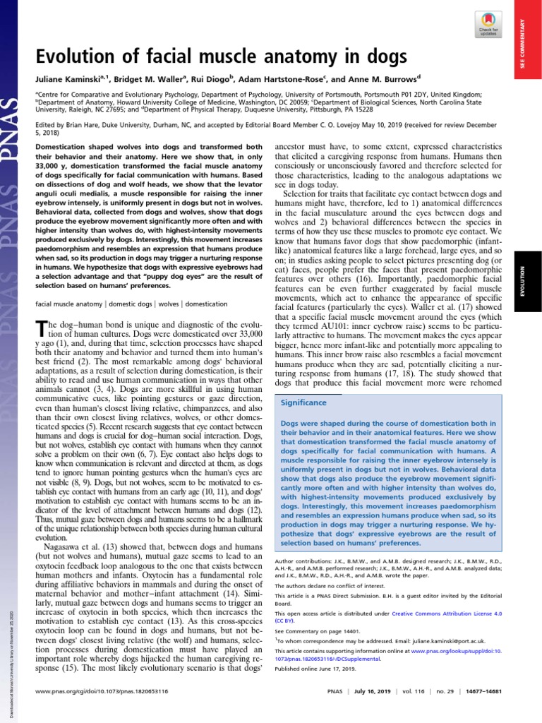 Evolution of Facial Muscle Anatomy in Dogs | PDF | Dogs | Canis