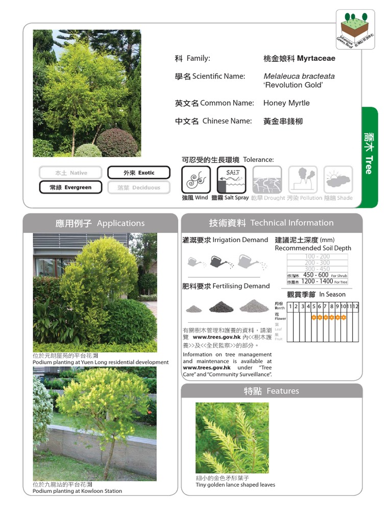 11 Melaleuca Bracteata Revolution Gold | PDF