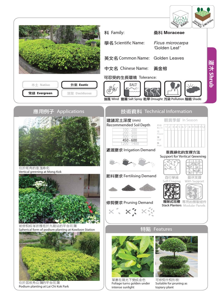 35 Ficus Microcarpa Golden Leaf | PDF