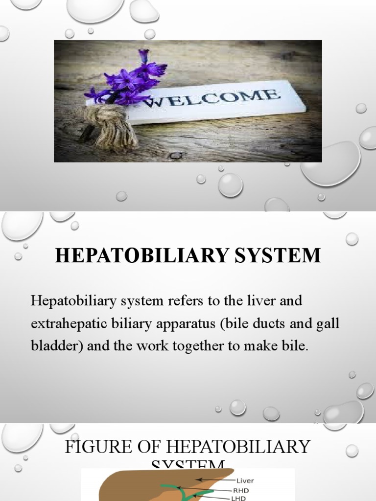 Hepatobiliary System | PDF | Bile | Liver
