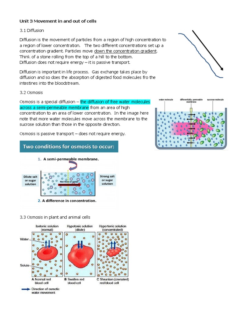 Unit 3 Movement in and Out of Cells | PDF