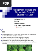 Leaf Dichotomous Key | PDF | Leaf | Branches Of Botany