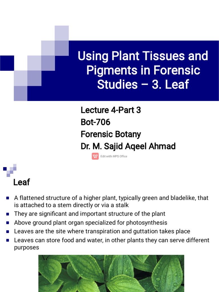 04-03 Using Plant Tissues and Pigments in Forensic Studies - Leaf PDF ...