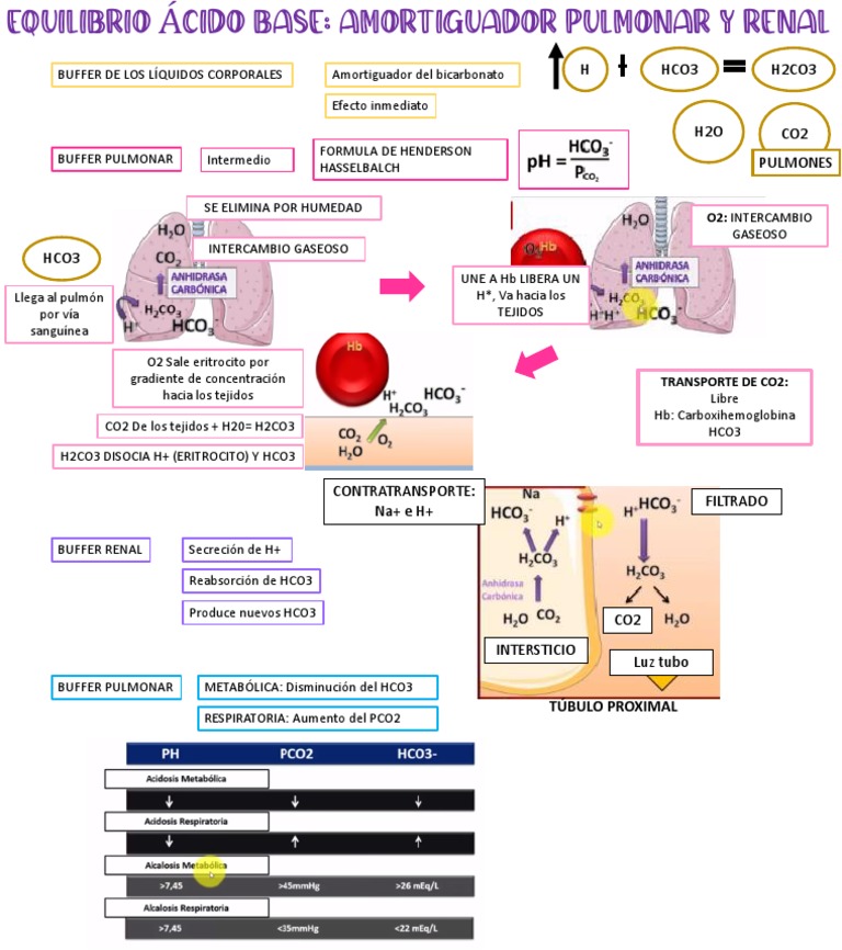 Equilibrio Ácido Base | PDF | Solución tampón | Anatomia animal