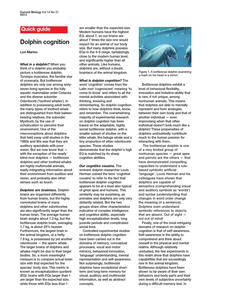 Dolphin Cognition: Quick Guide | PDF | Dolphin | Cetacea