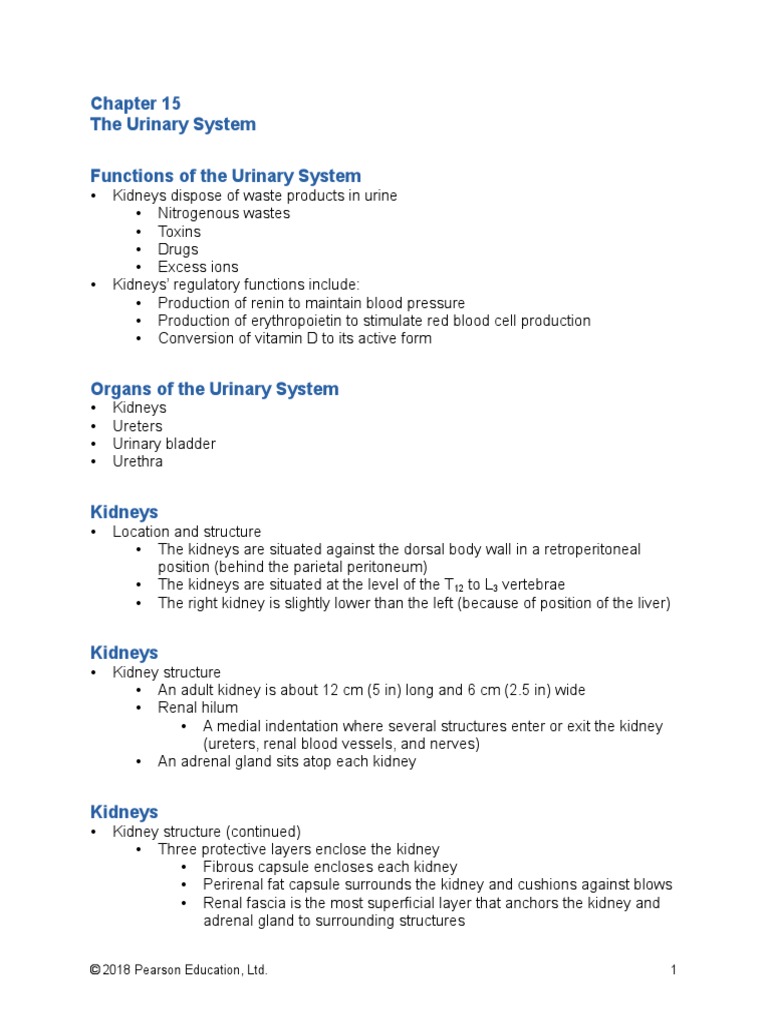 Overview of the Urinary System Functions | PDF | Kidney | Urinary Bladder