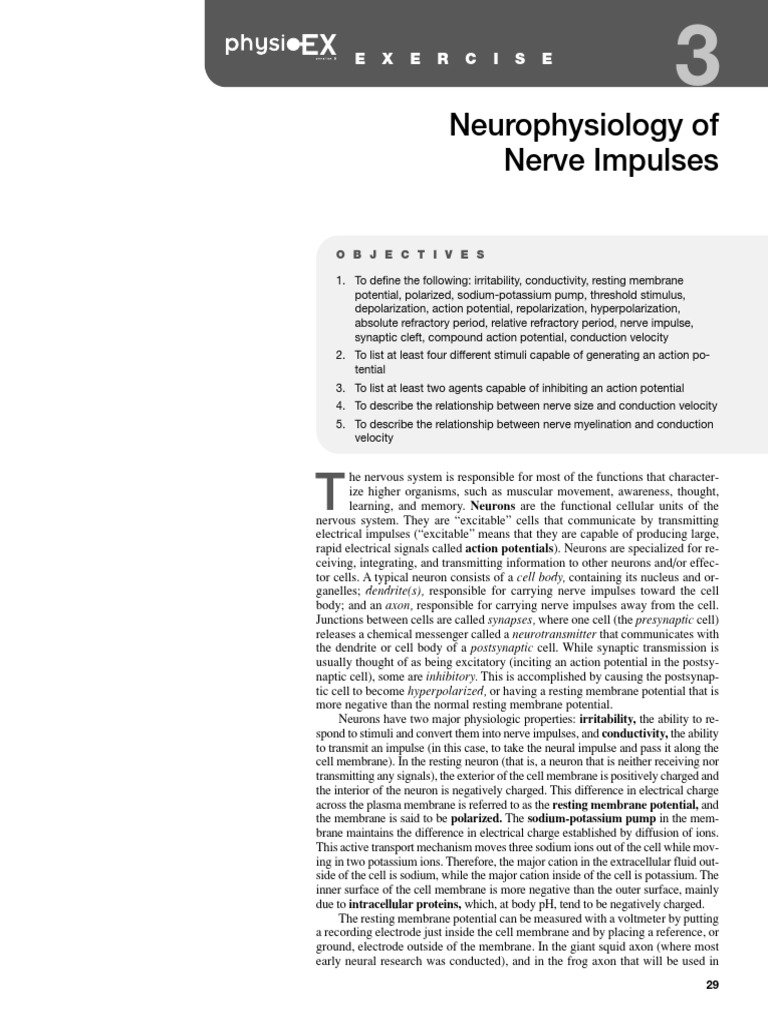Worksheet 3 PDF | PDF | Action Potential | Chemical Synapse