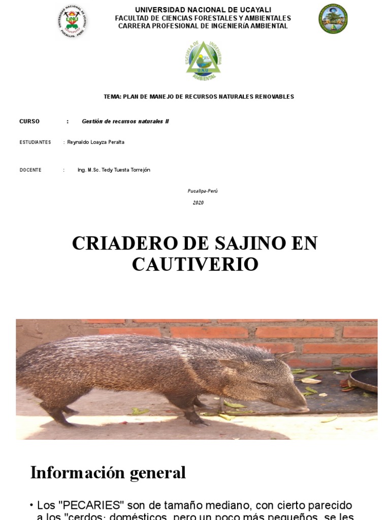 Expo Sajino | PDF | Naturaleza | Alimentos