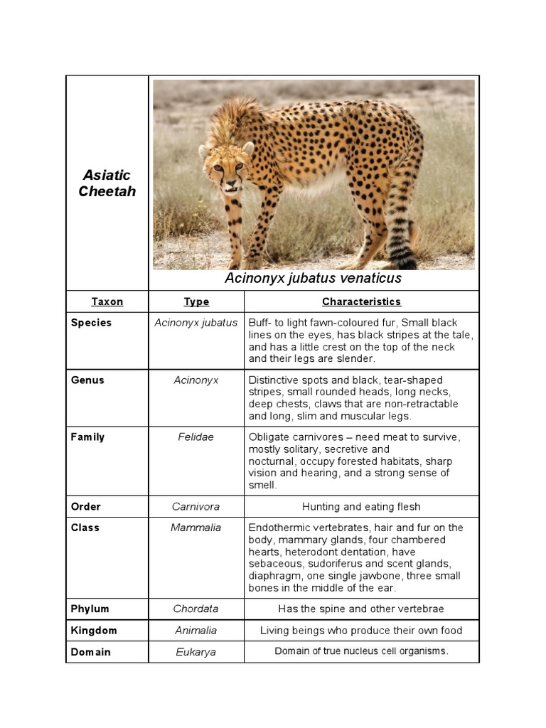 Cheetah Taxonomy Overview | PDF