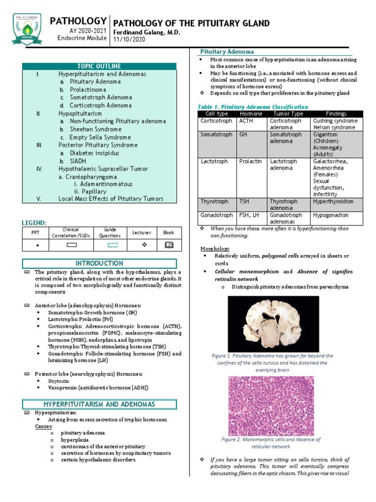 Pituitary Gland Pathology Overview | PDF | Endocrinology | Glands