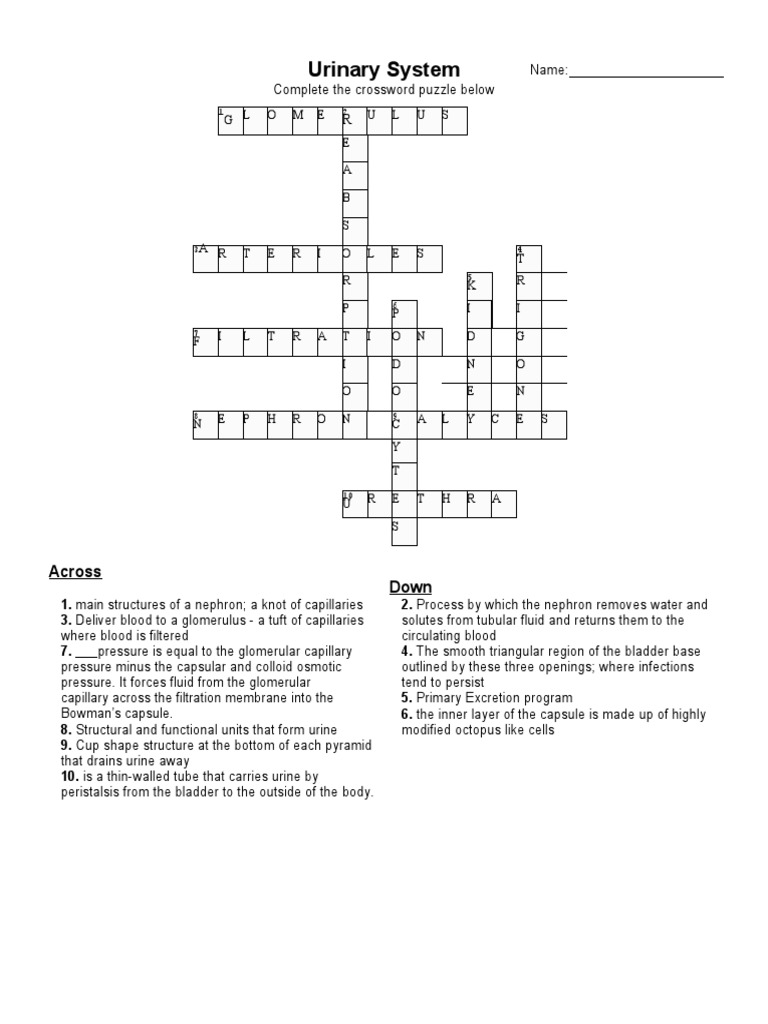 Renal and Urinary System Crossword Answers GR 4 | Download Free PDF ...