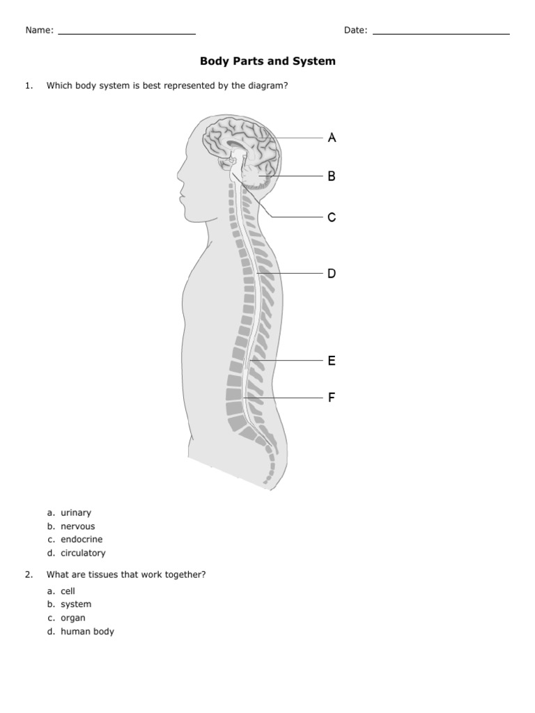 Body Systems and Organs Multiple Choice Quiz | PDF | Human Body ...