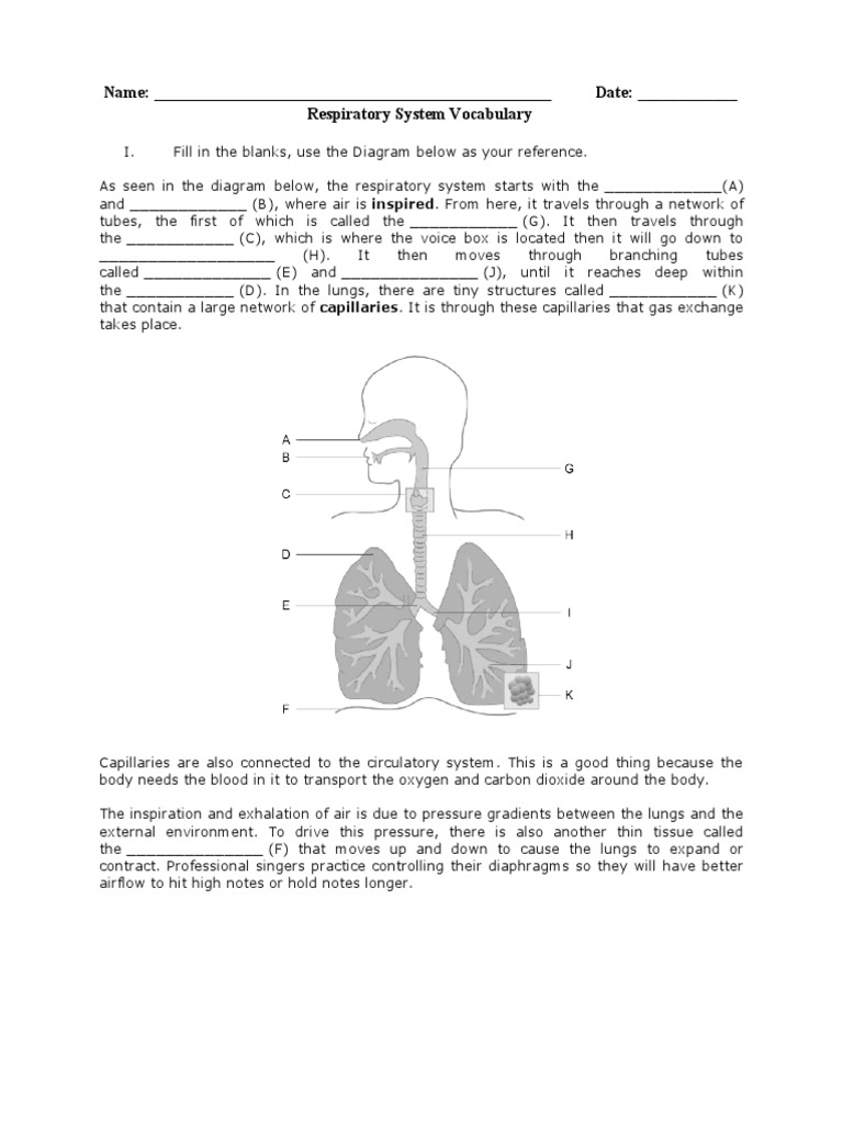 Science Quiz 2 - Respiratory System | PDF | Respiratory System | Capillary
