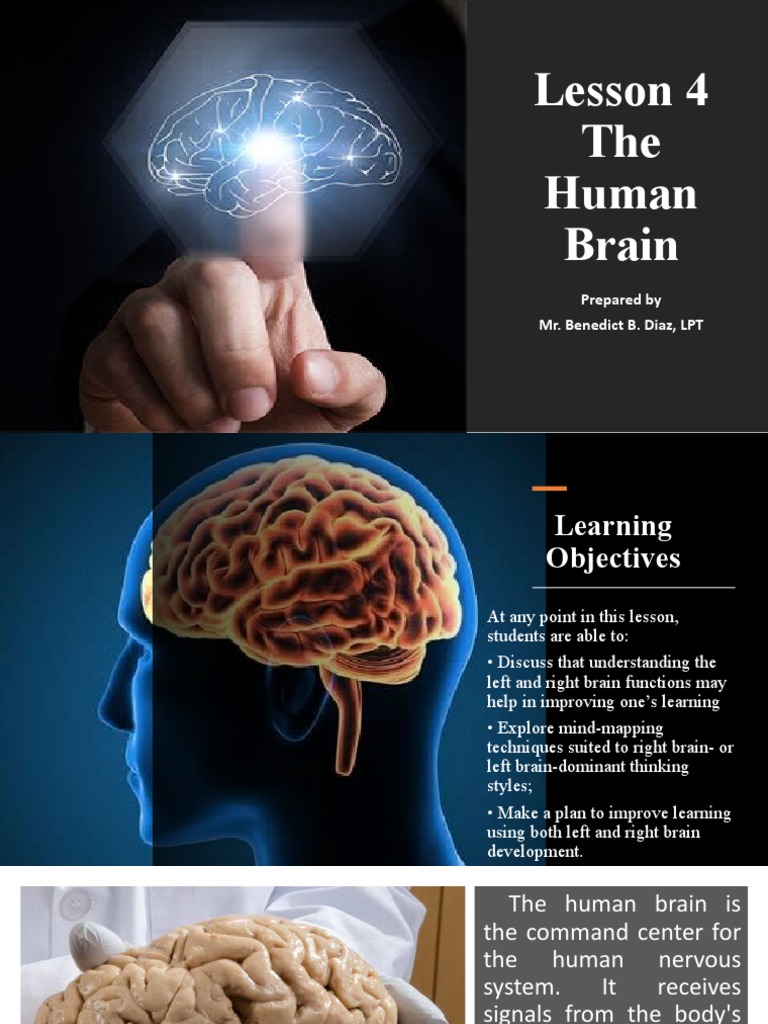 Lesson 4 The Human Brain | PDF | Brainstem | Brain