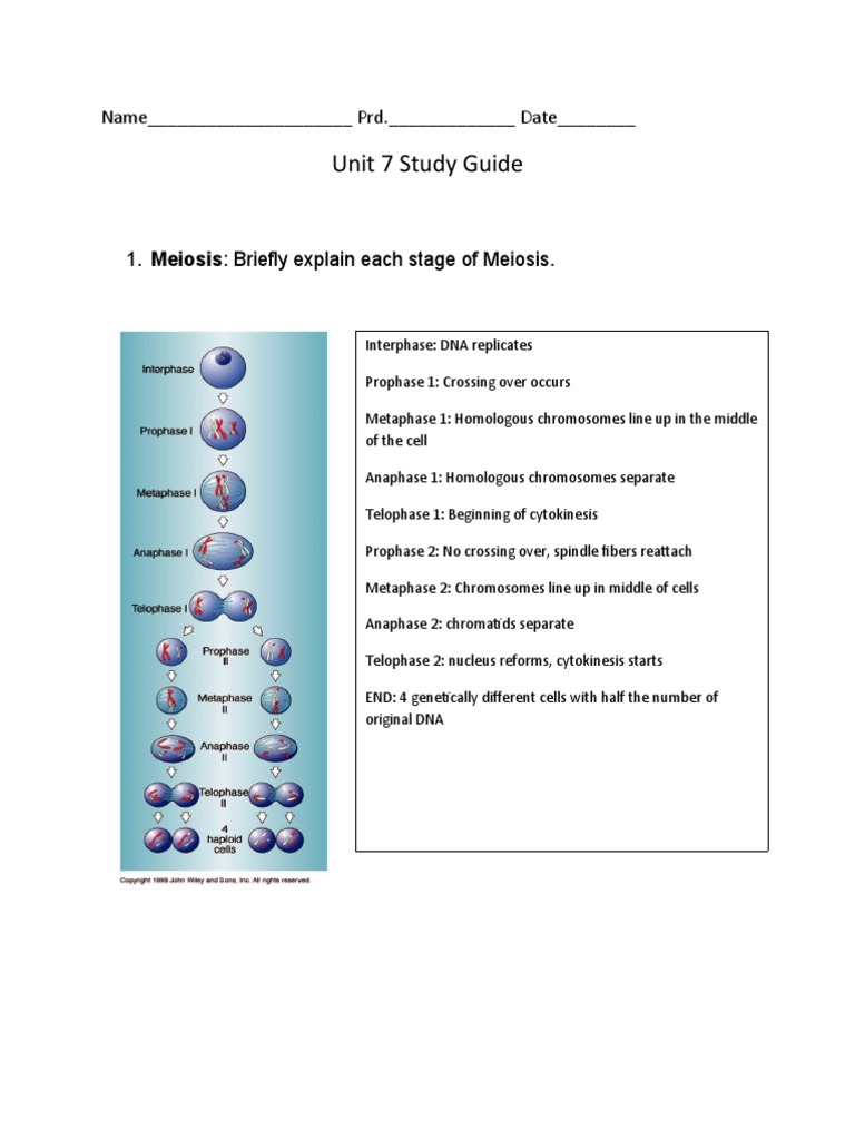 Unit 7 Meiosis Study Guide | PDF | Meiosis | Dominance (Genetics)
