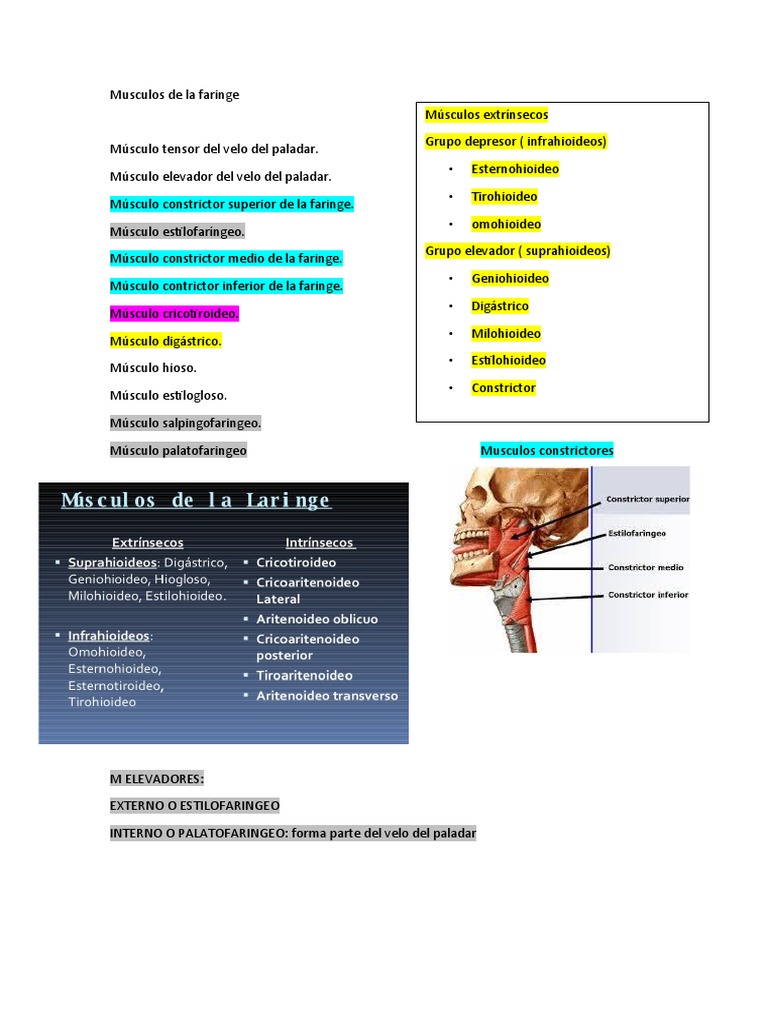 Musculos de La Faringe | PDF