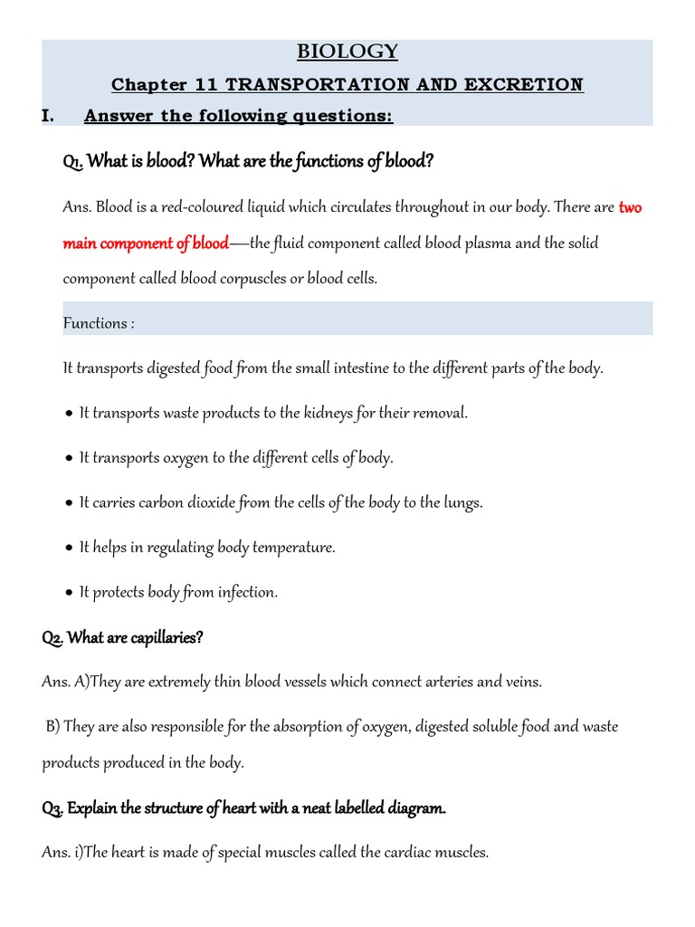 Blood Circulation and Excretion in Biology | PDF | Heart | Atrium (Heart)