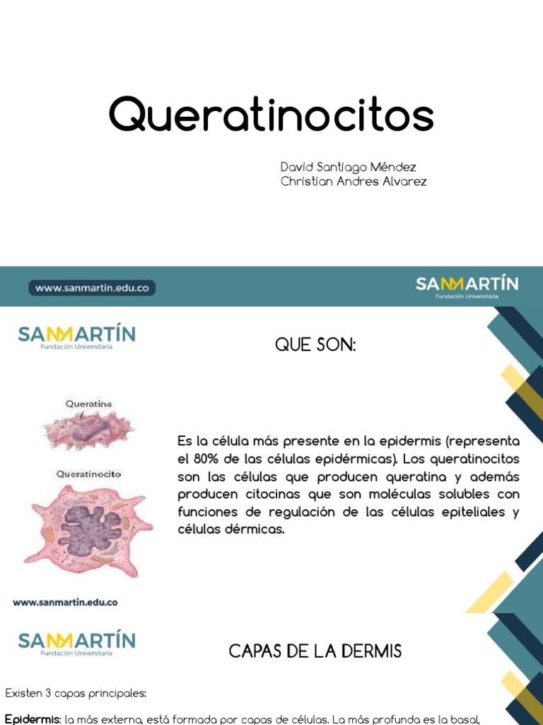 Expo Queratinocitos | PDF | Epidermis | Piel
