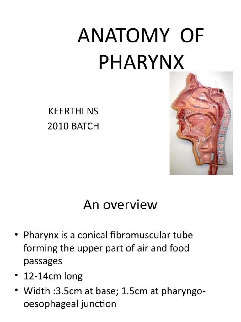 Anatomy of Pharynx: Keerthi Ns 2010 BATCH | PDF | Animal Anatomy | Organ (Anatomy)