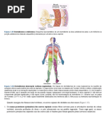 Mapa dos Dermátomos e Importância Clínica | PDF | Anatomia dos primatas ...