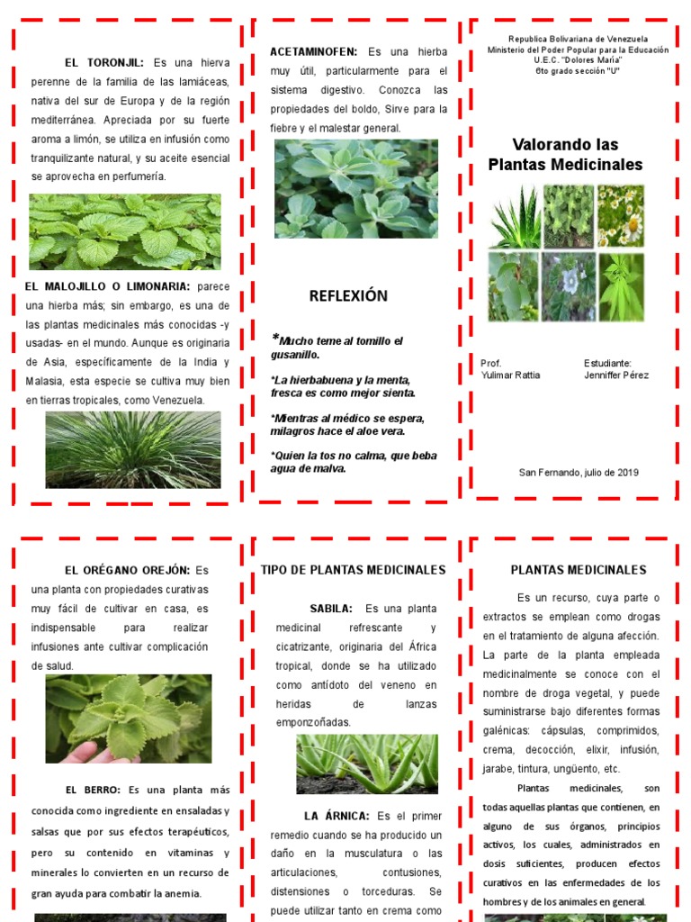 Triptico Jenniffer | PDF | Plantas medicinales | Hierbas Medicinales Y Hongos