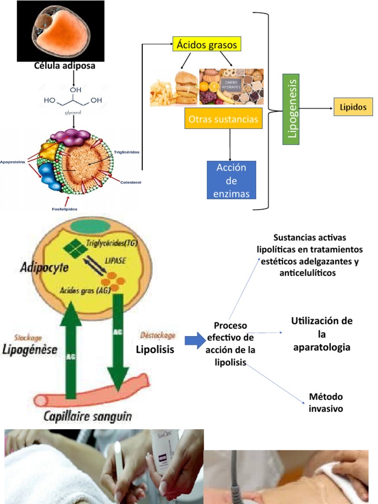 Activadores de La Lipolisis | PDF