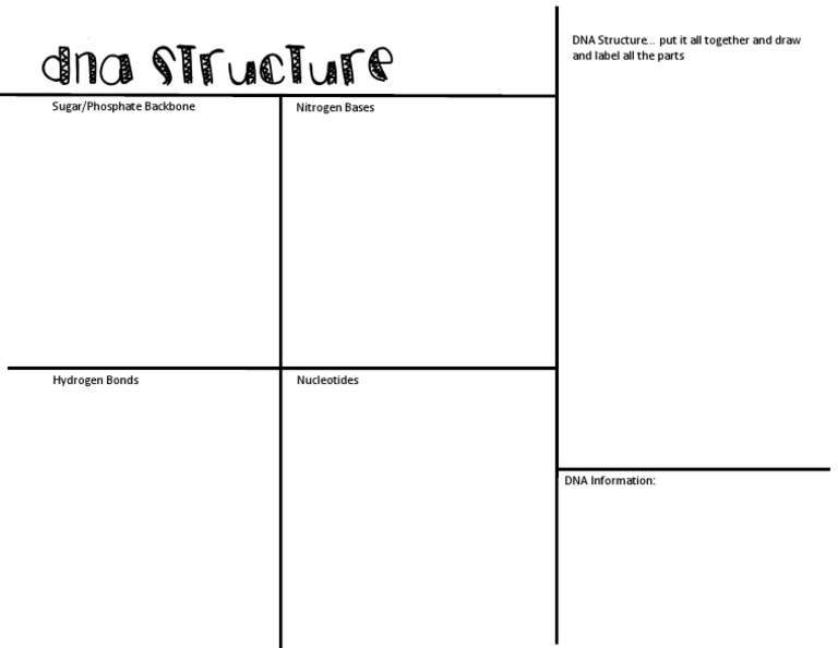 1 DNA Structure Notes Template | PDF