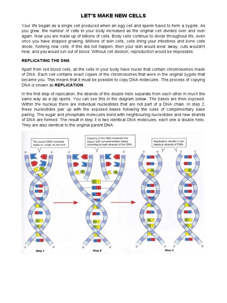 LET'S MAKE NEW CELLS | PDF | Mitosis | Chromosome