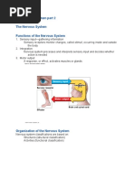 Brain Parts & Mnemonics Guide | PDF | Cerebral Hemisphere | Cerebral Cortex
