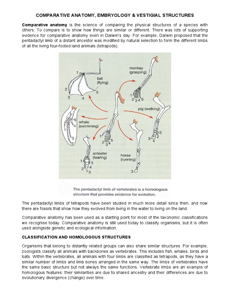 Comparative Anatomy, Embryology & Vestigial Structures | PDF | Homology ...