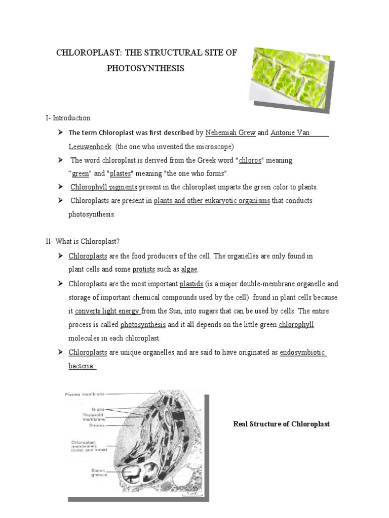 Chloroplast: The Structural Site of Photosynthesis | Download Free PDF ...