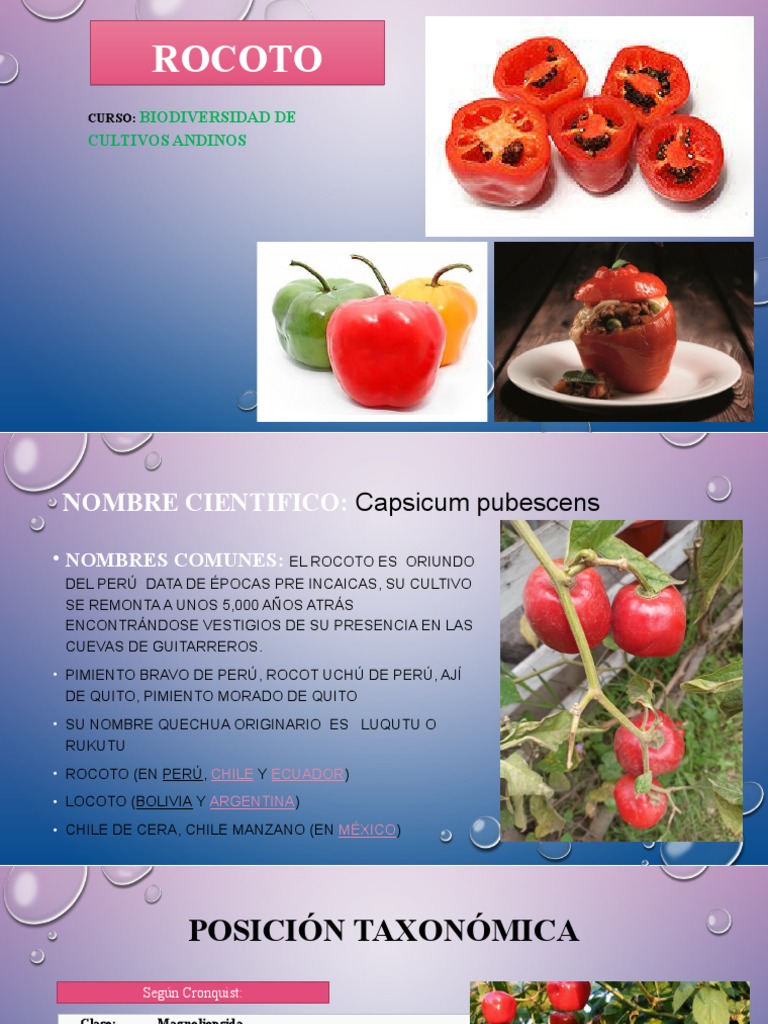 ROCOTO | PDF | Pimiento | Plantas