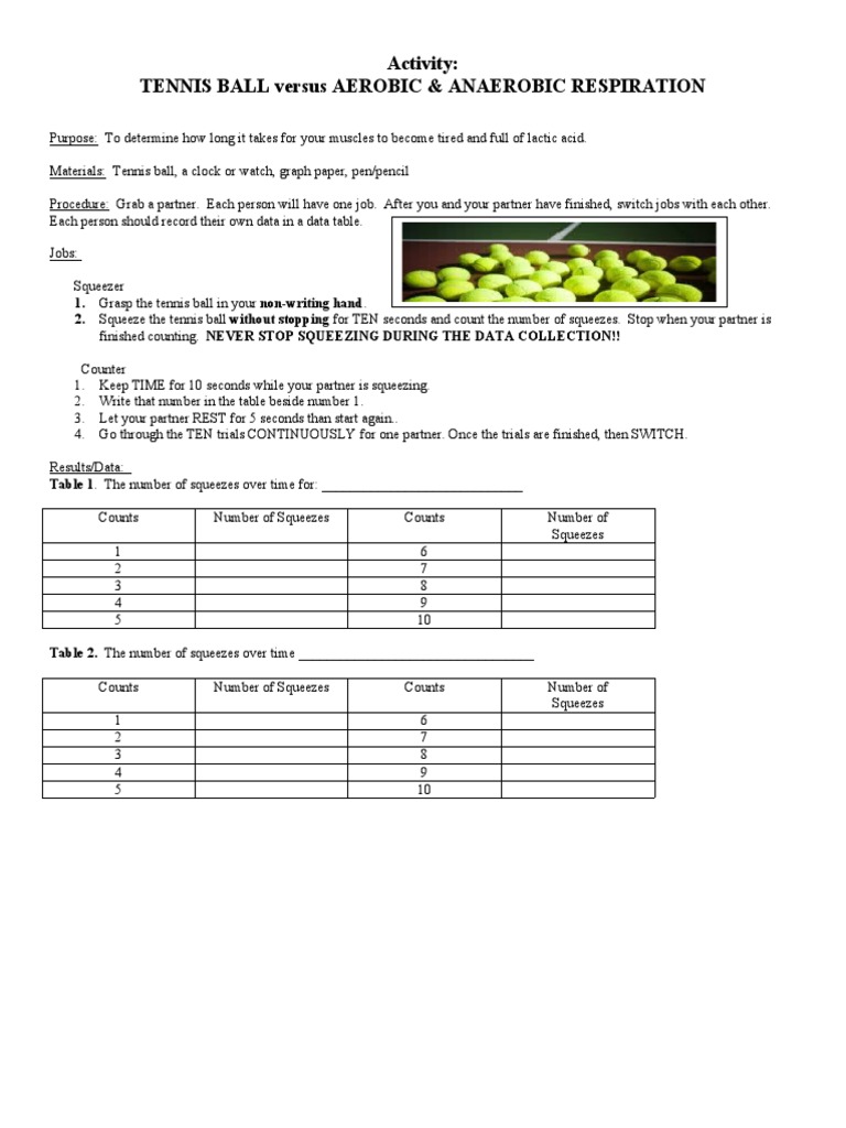 Tennis Ball Lab - Cell Respiration | PDF | Cellular Respiration | Muscle