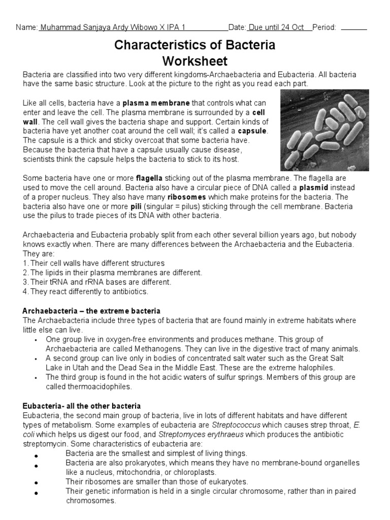 Characteristics of Bacteria Worksheet: Wall. The Cell Wall Gives The ...