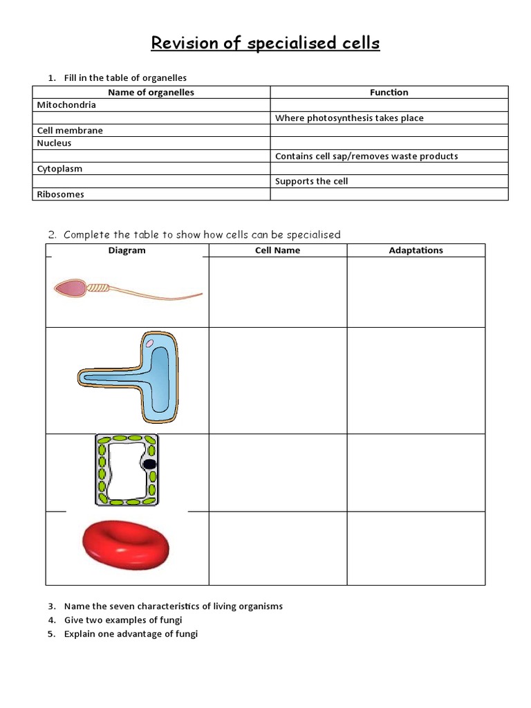 Year 7 Homework - Cells Review | PDF