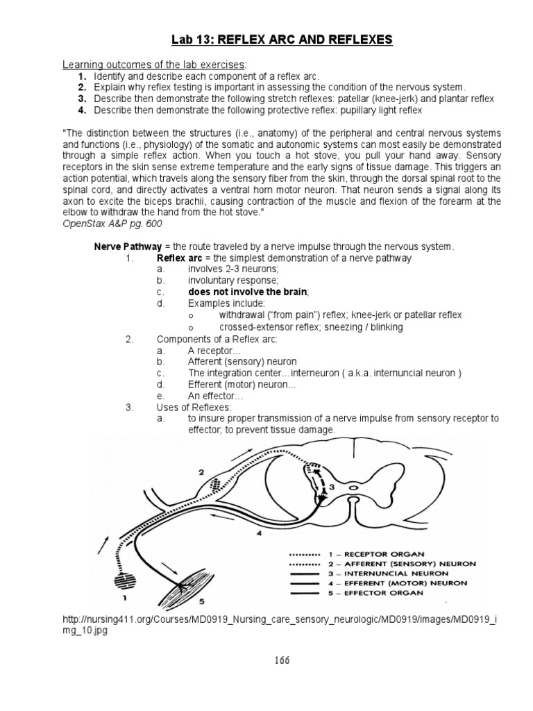 Lab 13: Reflex Arc and Reflexes: Learning Outcomes of The Lab Exercises ...