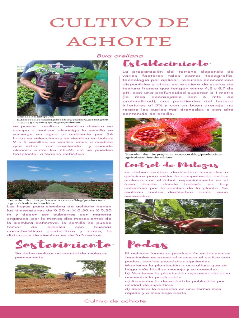 Cultivo de Achiote Infografia | PDF | Plaga (organismo) | Siembra